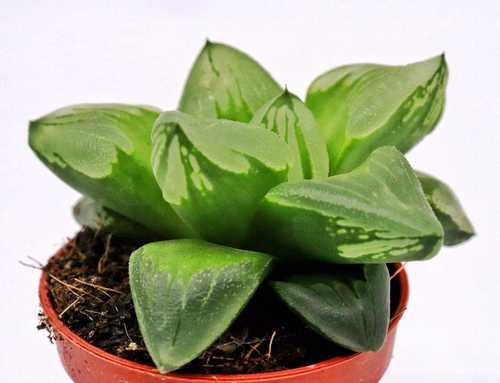 Хавортия Пигмея (Haworthia Pygmaea)