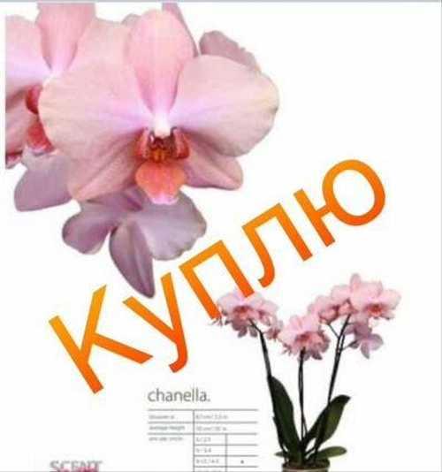 Орхидея chanella