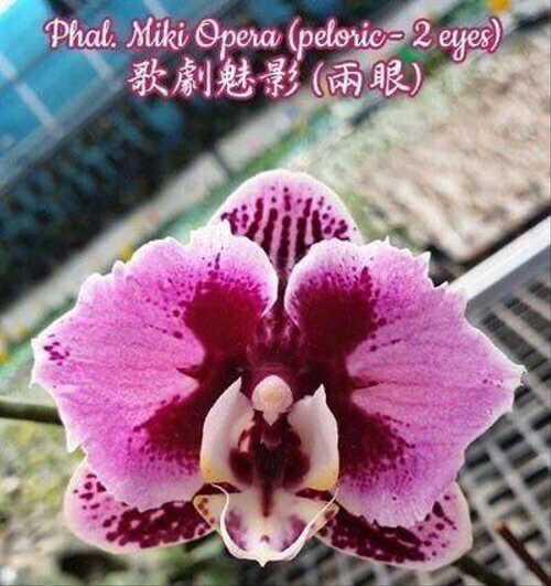 Phal. Miki Opera (peloric - 2 eyes) арома