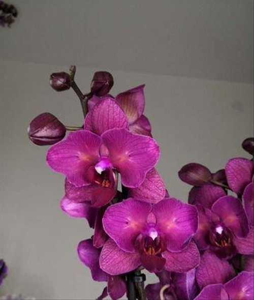 Орхидея бабочка Паваротти