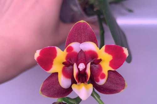 Phal. Yaphon Star Diamond “AN - 6602”