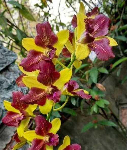 Орхидея взр Den. Salaya Золото x ThongChai Золото