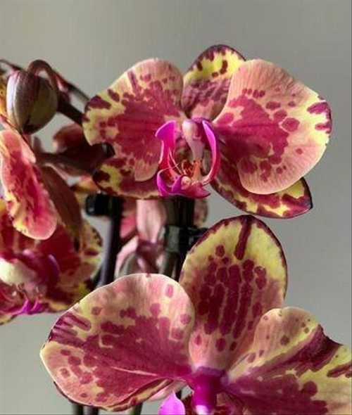 Орхидея фаленопсис Аркс Рей
