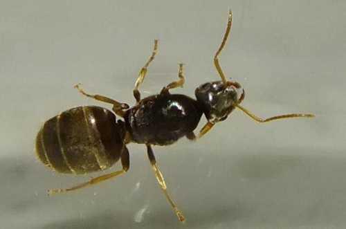 Lasius flavus (желтый земляной муравей)