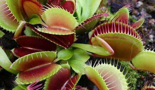 Венерина мухоловка (Dionaea muscipula) семена