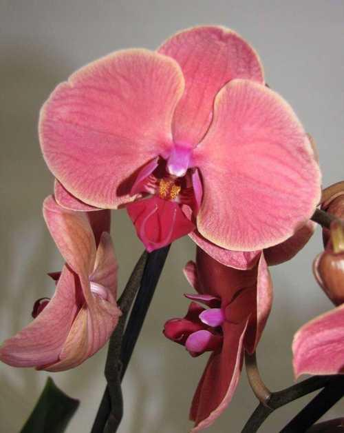 Орхидея фаленопсис Нарбона