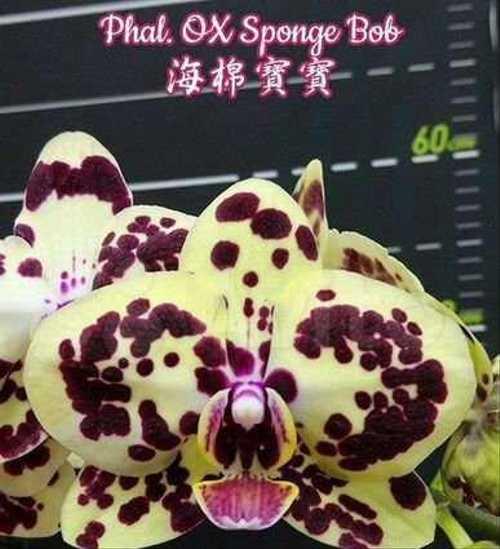 Орхидея Phal. OX Sponge Bob B25 2.5", цветёт