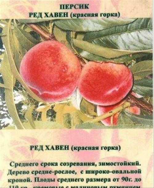 Саженцы Персика