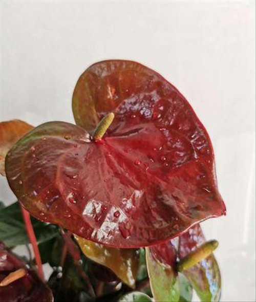 Антуриум сорт, Гиант шоколад