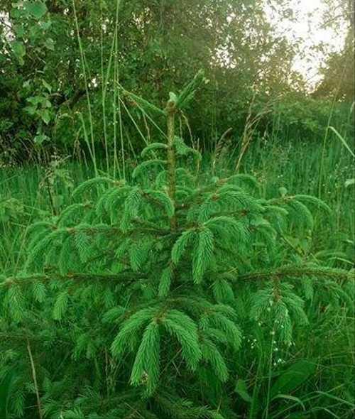 Саженец ели обыкновенной
