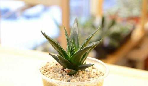 Haworthia sp. (Хавортия) (SCT28571)