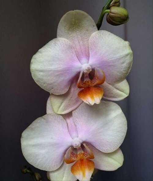 Орхидея фаленопсис Персики Peaches