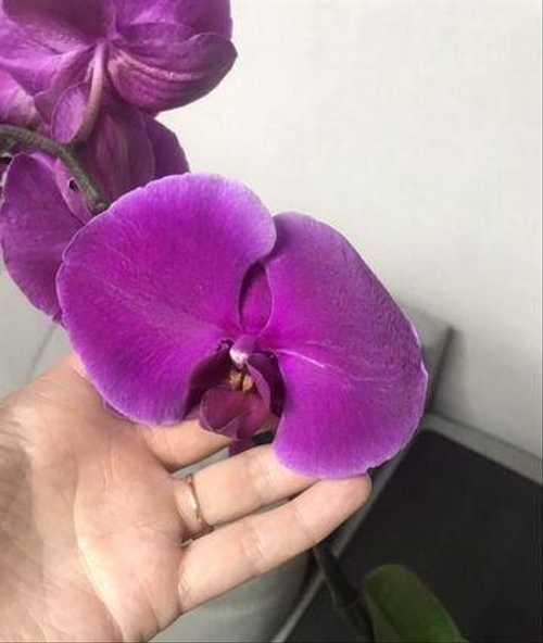 Орхидея фаленопсис микс цветущие