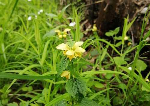 Крапива, чертополох, хвощ полевой и др