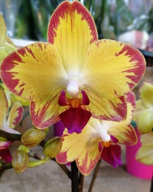 Орхидея Фаленопсис Papagayo. Цветет