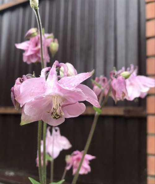 Аквилегия или водосбор