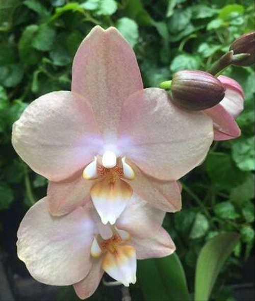 Орхидея фаленопсис Просеко
