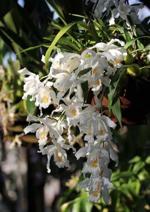 Орхидея Coelogyne cristata, целогина кристата