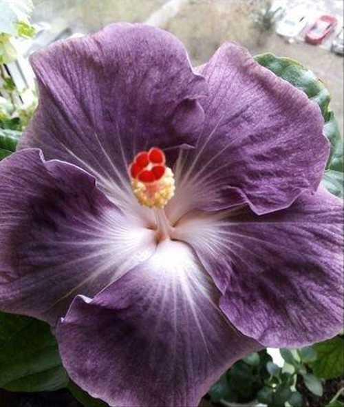 Гибискус Moorea Mangy Blue