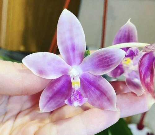 Орхидея тетраспис