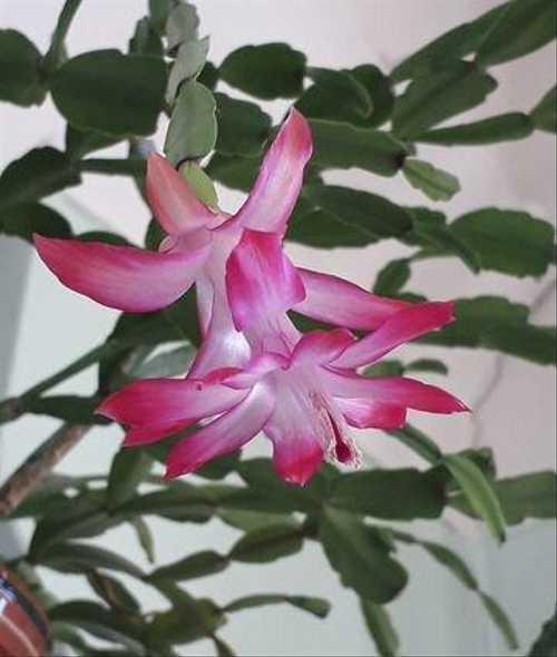 Комнатный цветок - декабрист (розовый)