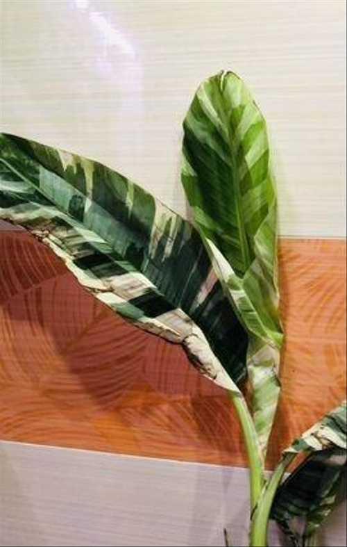 Банан Musa Florida variegata