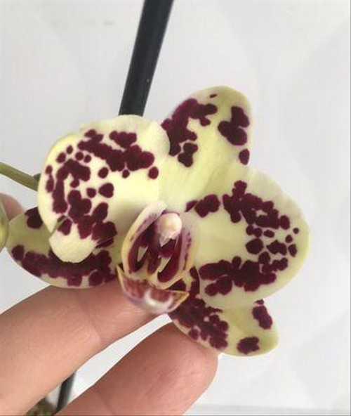 Цветет Phal. OX Sponge Bob (oeloruc -2eyes)