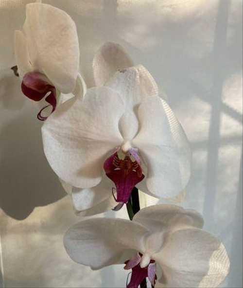 Орхидея Phalaenopsis Red Lip