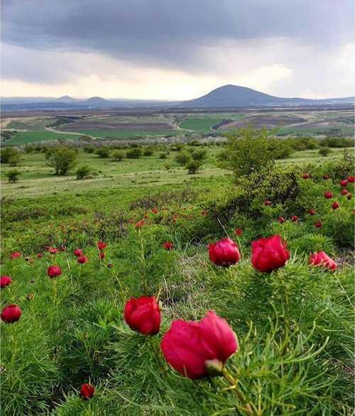 Саженцы многолетних цветов зкс флоксы, ирисы, пион