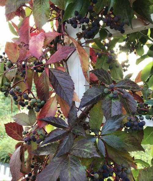 Солнцево. Черенки девичьего винограда