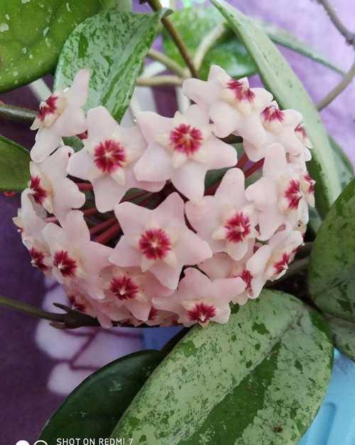 Продам взрослые хойи