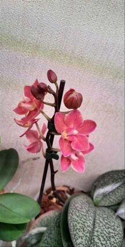 Орхидея фаленопсис парф.фабрика Diffusion