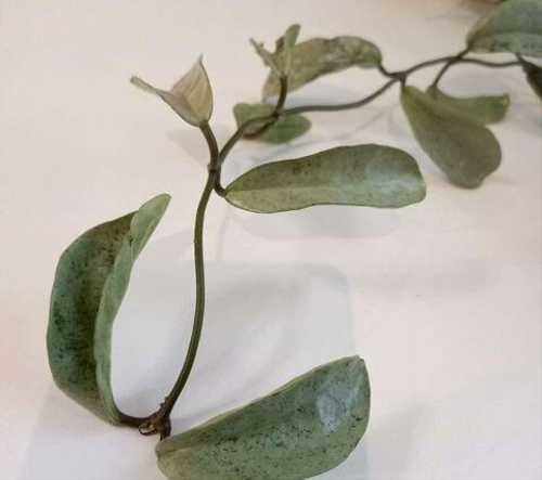 Hoya grey ghost
