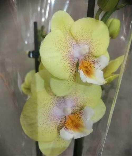 Фаленопсис гибрид орхидея 478