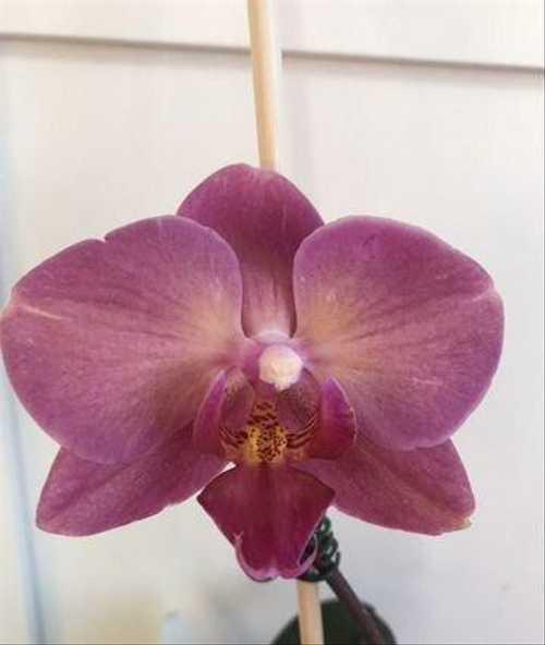 Орхидея- скрещенные гибриды Phal. I-Hsin The Big B