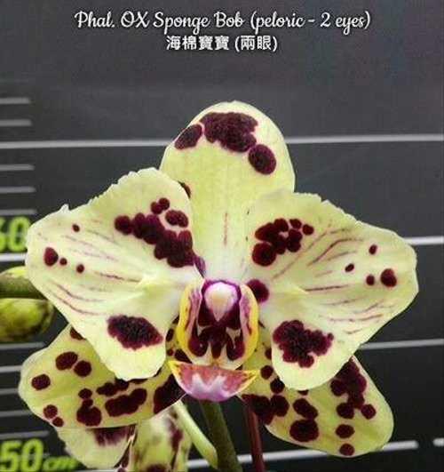 Орхидея фаленопсис OX Sponge Bob peloric
