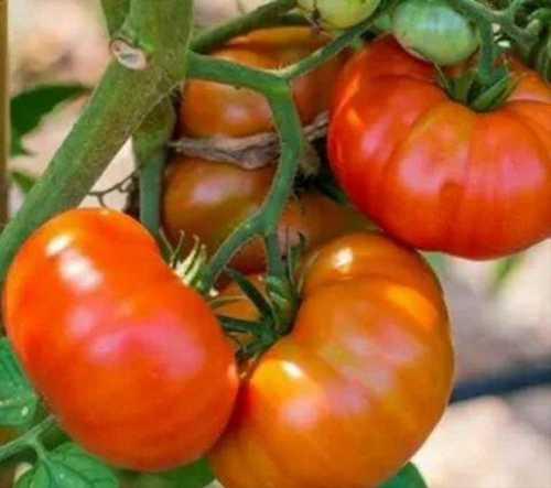 Рассада коллекционных сортов томатов