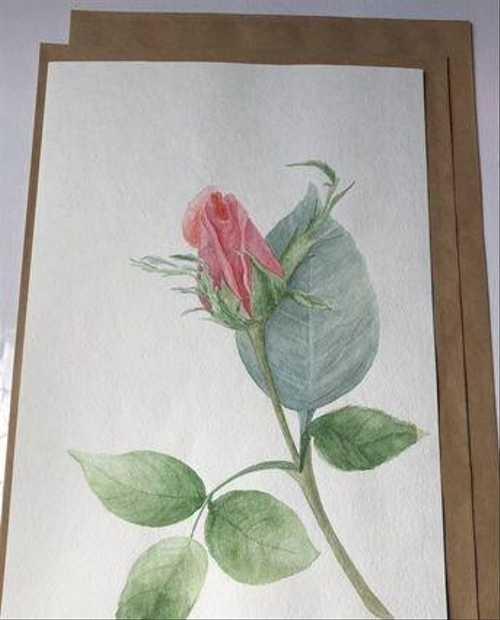 Картина акварель «Роза»