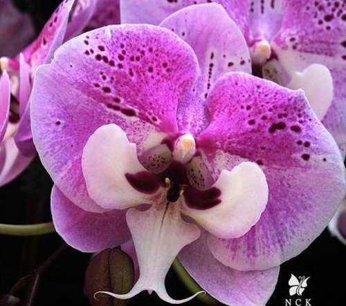 Орхидея Angelina 'Lee1201'., Pirate Picotee Пират