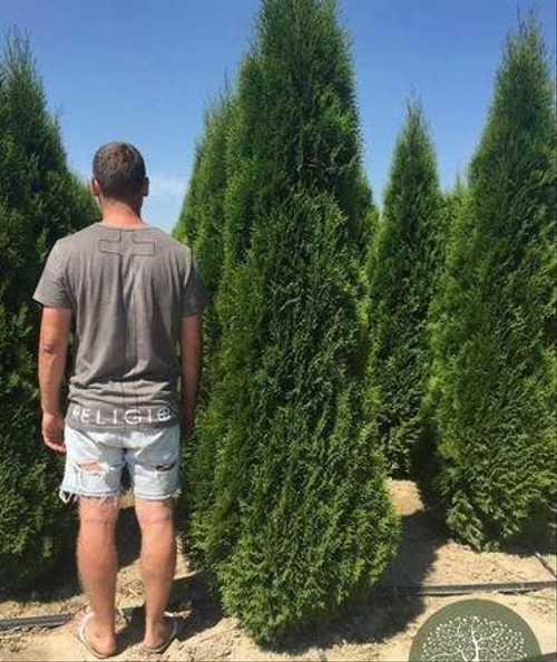 Туя Смарагд 0,20 0,40 м