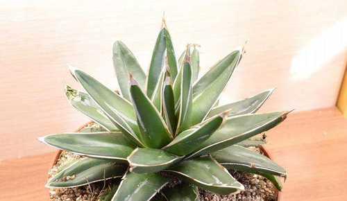Agave Victoriae reginae (Агава Королевы Виктории)