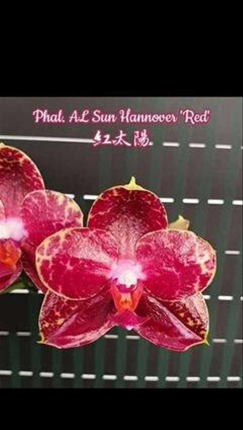 Орхидея фаленопсис Al sun Hannover red