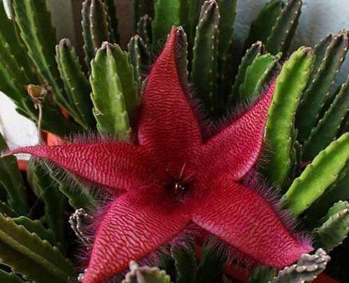 Стапелия гигантская (Stapelia gigantea) отросток