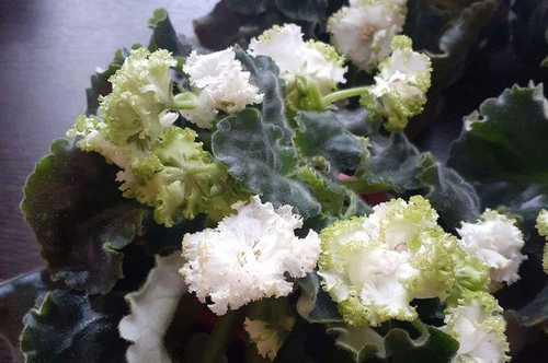 Фиалка (Сенполия) сорт Гриня