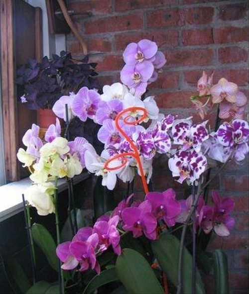 Орхидеи разные продаю