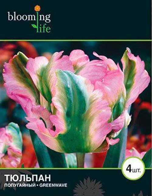 Тюльпан попугайный Гринвейв луковицы