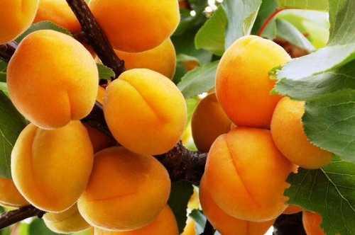 Сеянцы абрикоса