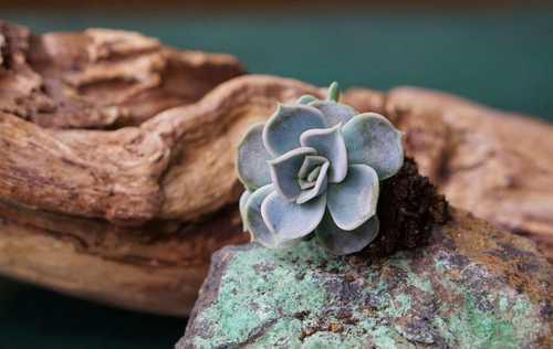 Суккулент echeveria lilacina