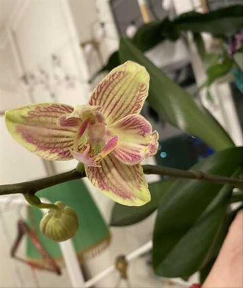 Орхидея бабулетка Торино цветущая