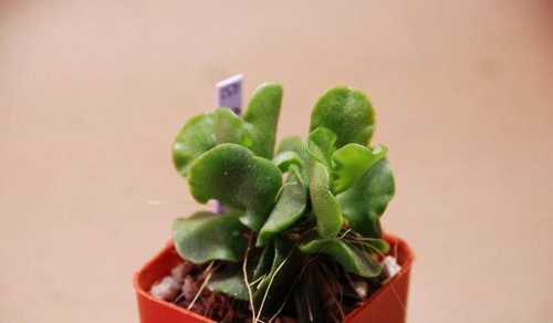 Суккуленты Adromischus cristatus v
